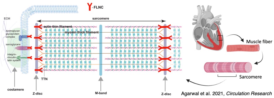 Filamin C (FLNC) | UCSF Cardiology